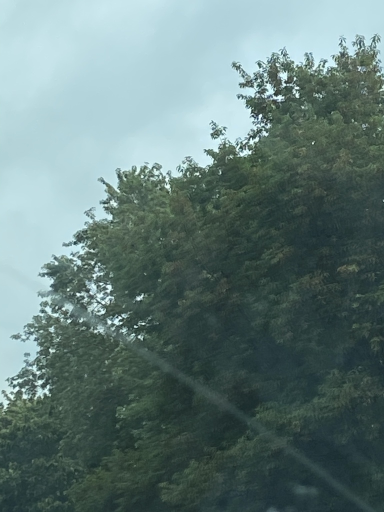 tree-of-heaven in August 2020 by Robert Levy · iNaturalist