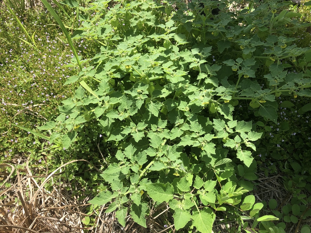 miltomate (Catálogo Centro Universitario para las Artes, la Ciencia y ...