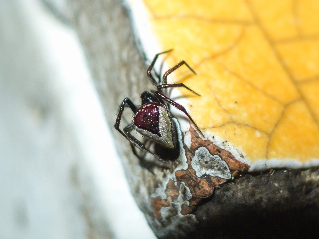 Ant-eating Spiders from Yelapa, Jalisco, Mexico on August 09, 2020 by ...