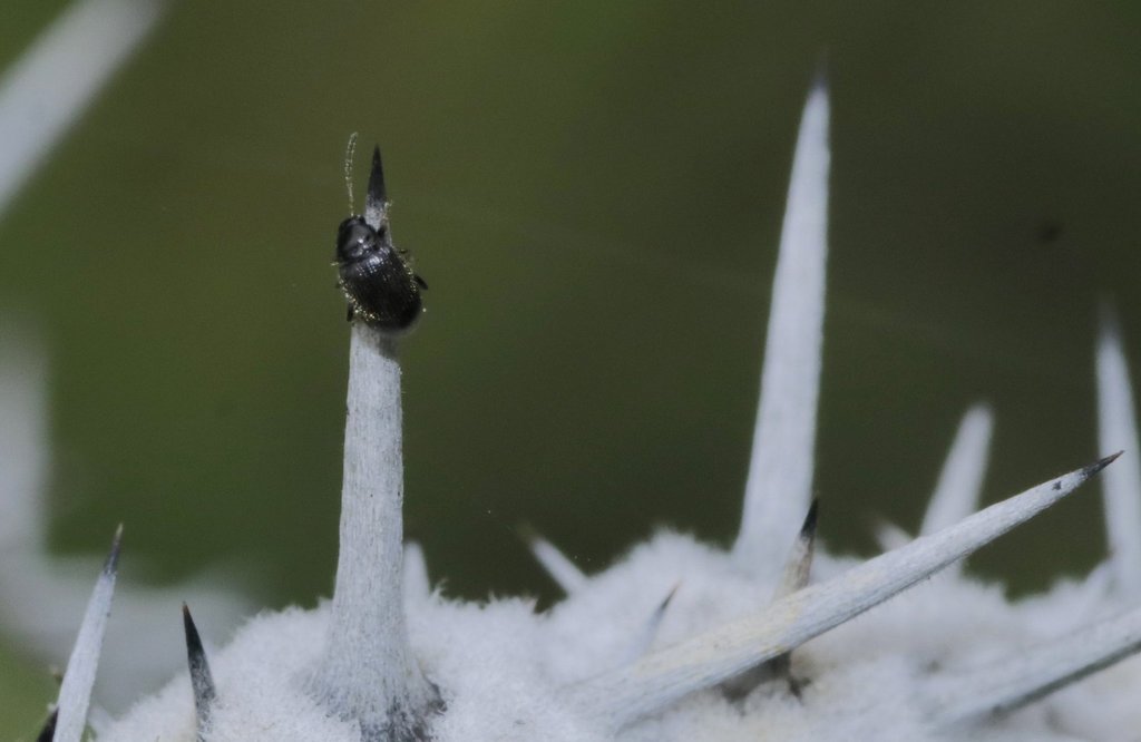 Epitrix from Acuitzio, Mich., México on August 10, 2020 at 06:54 PM by ...