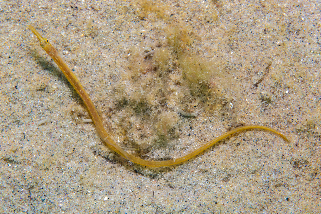 Northern Pipefish (Syngnathus fuscus) - Marine Life Identification