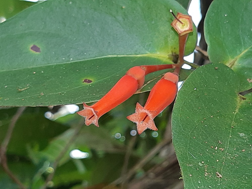 Macleania rotundifolia · iNaturalist