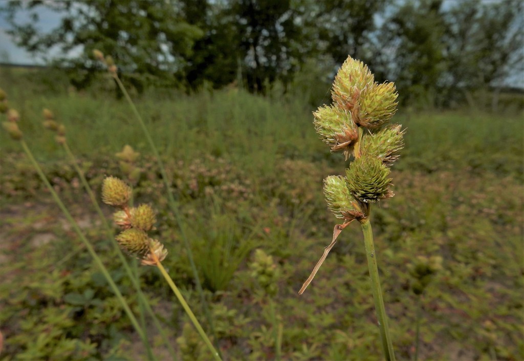 clustered sedge in July 2017 by John Scholze. Found on the south side ...