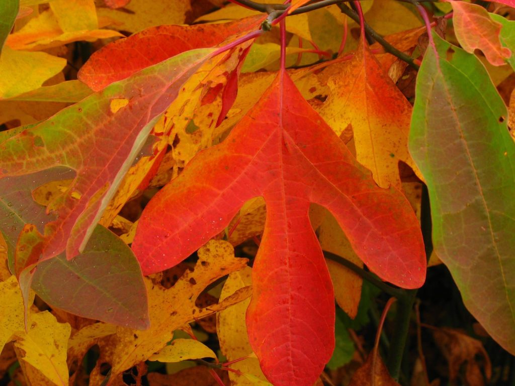 sassafras (Sassafras albidum) - Botanical Realm