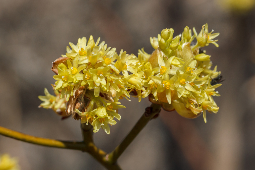 Sassafras (Trees and Shrubs of South Mountain Reservation ...