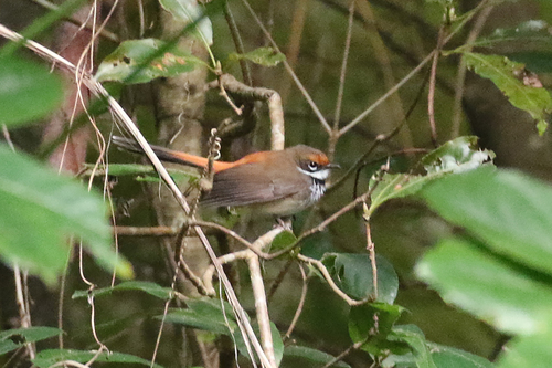 Subspecies Rhipidura rufifrons rufifrons · iNaturalist