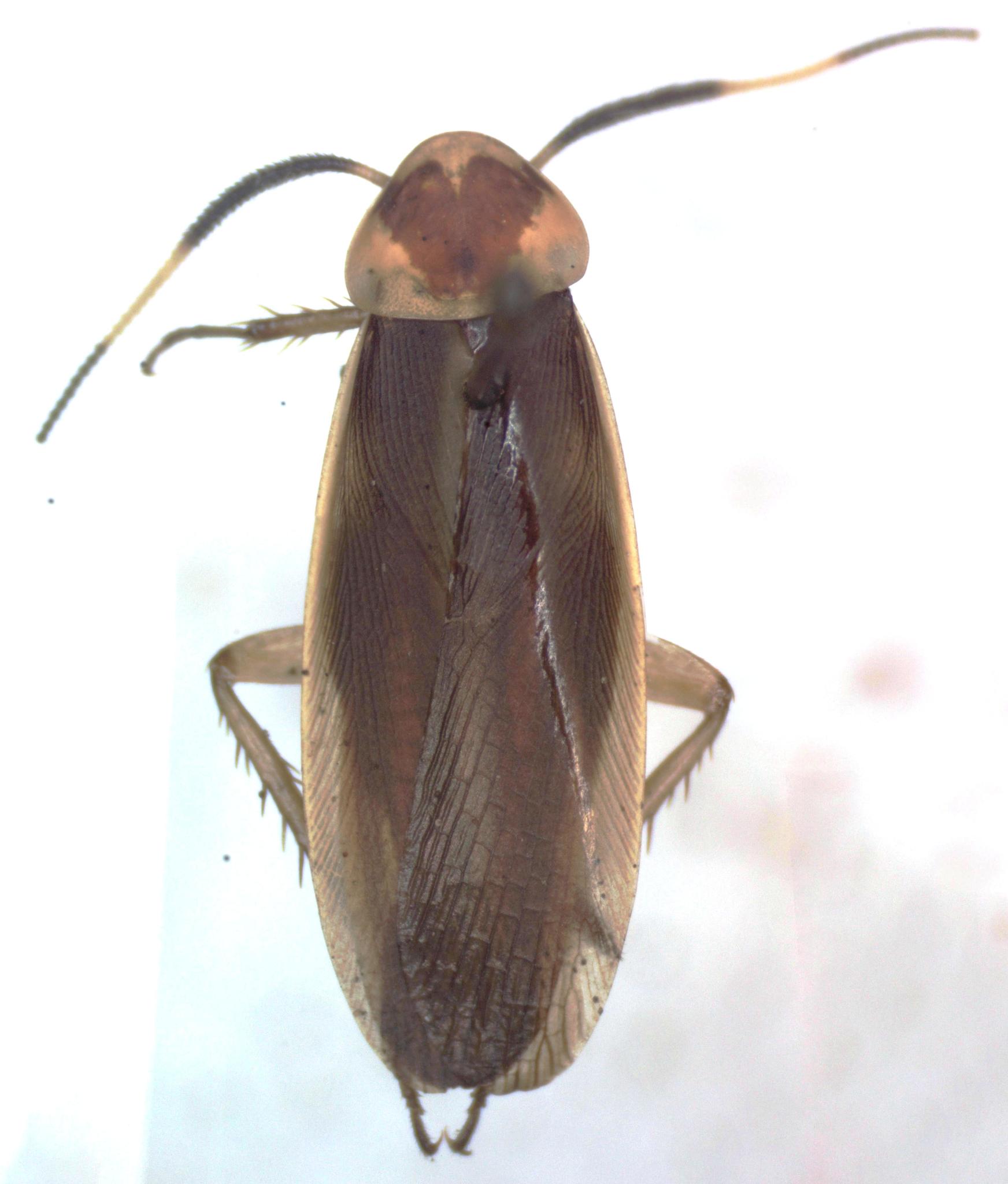 Caloblatta tricolor Saussure, 1893