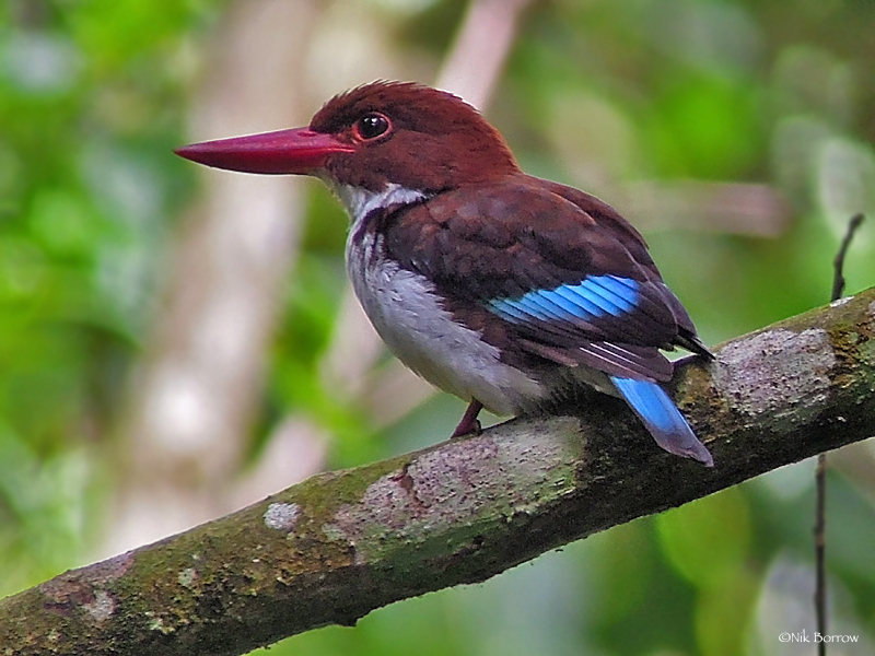 Chocolate-backed Kingfisher (Halcyon badia) - Avian Discovery