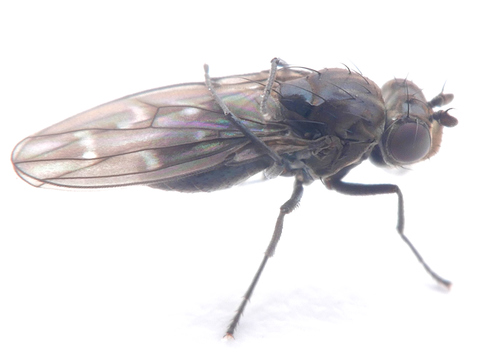 Scatella nitidithorax · iNaturalist United Kingdom