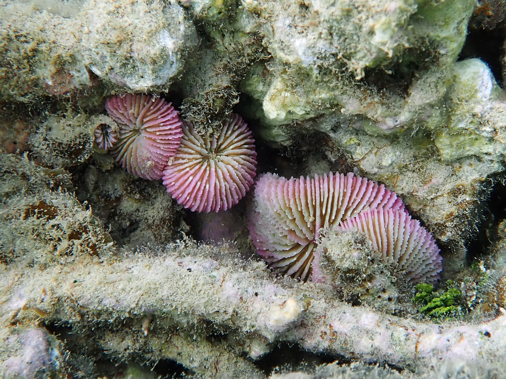 Plate Corals in August 2020 by Jean Roger · iNaturalist
