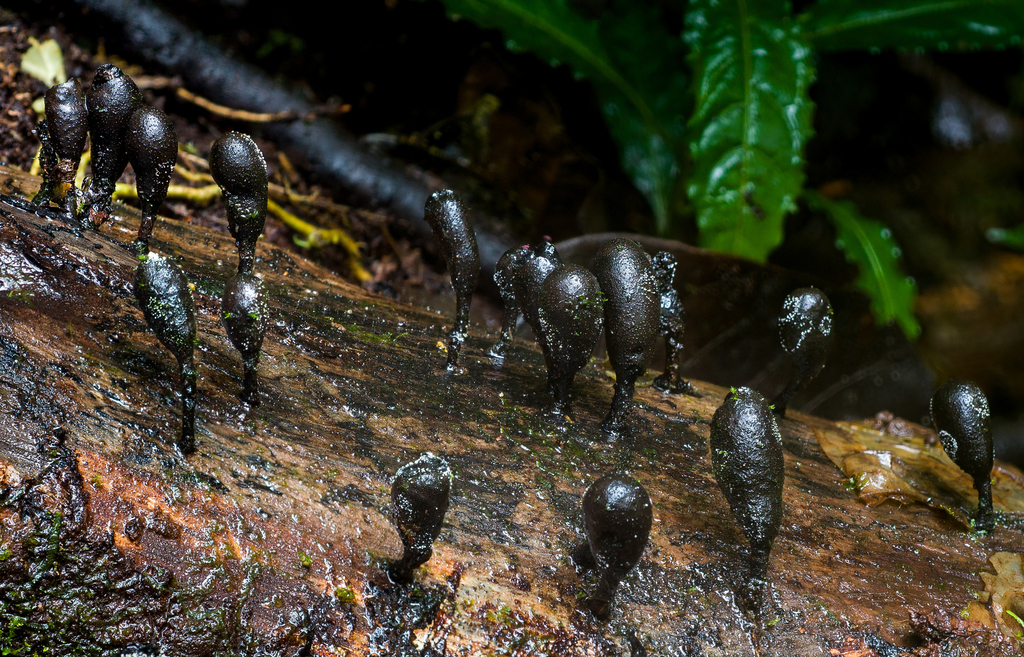 Xylaria schweinitzii (Fungi of Taman Tugu) · iNaturalist
