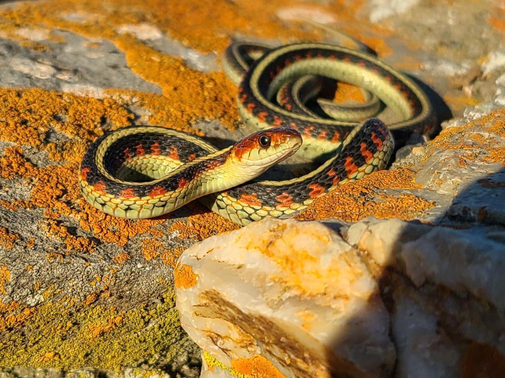 California Red-sided Garter Snake (Herps of MGP) · iNaturalist
