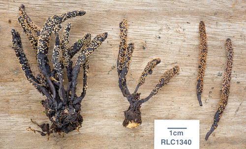 Hypocreopsis xylariicola · iNaturalist