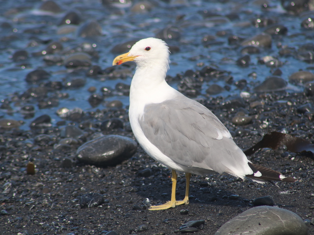 California Gull from Humboldt County, CA, USA on August 5, 2020 at 09: ...