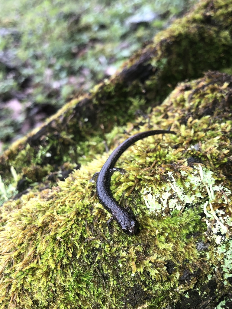 Miquihuanan Splayfoot Salamander in August 2020 by Sierra_K · iNaturalist