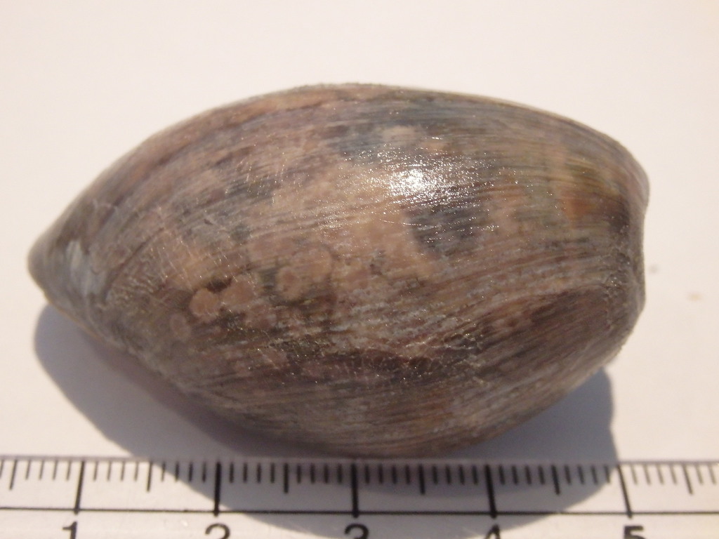 Brown bubble shell from Inverloch VIC 3996, Australia on January 17 ...