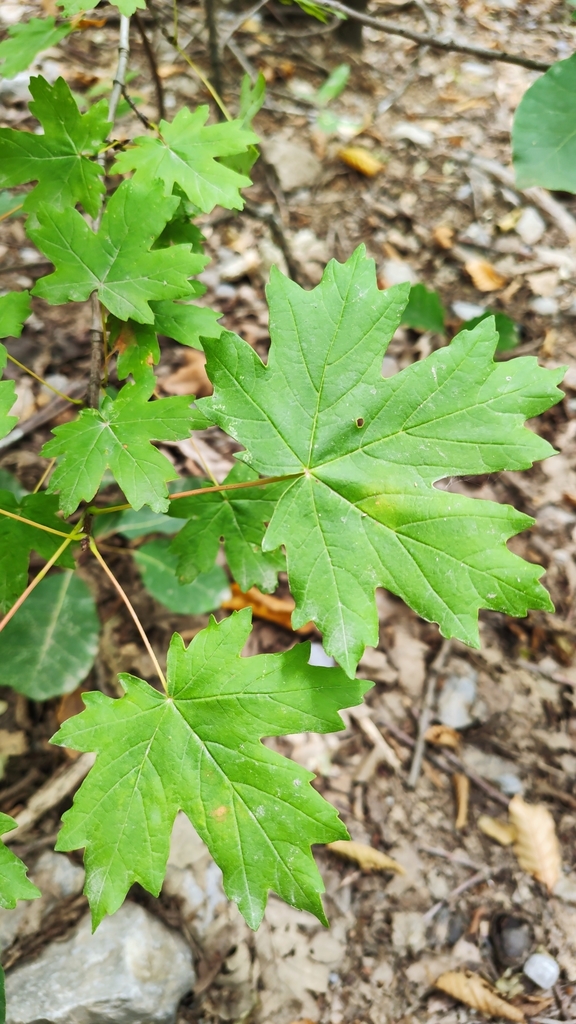 Balkan Maple from Крымский полуостров on July 31, 2020 at 01:49 PM by ...