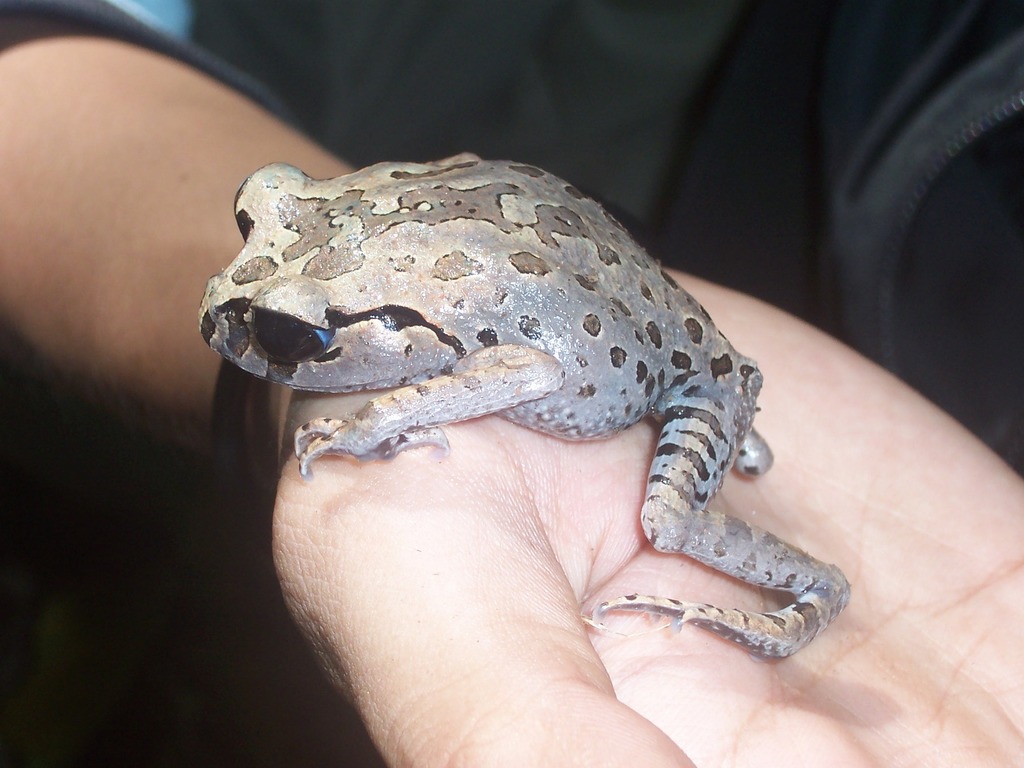 Hasselt's Toad from Cisadang, Jabranti, Kuningan Regency, West Java ...