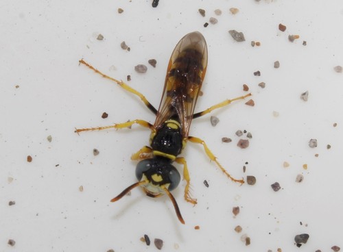 Philanthus venustus · iNaturalist