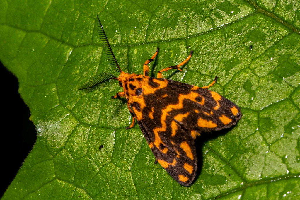 Moss Footman Moth (Common Moths of Bangalore) · iNaturalist