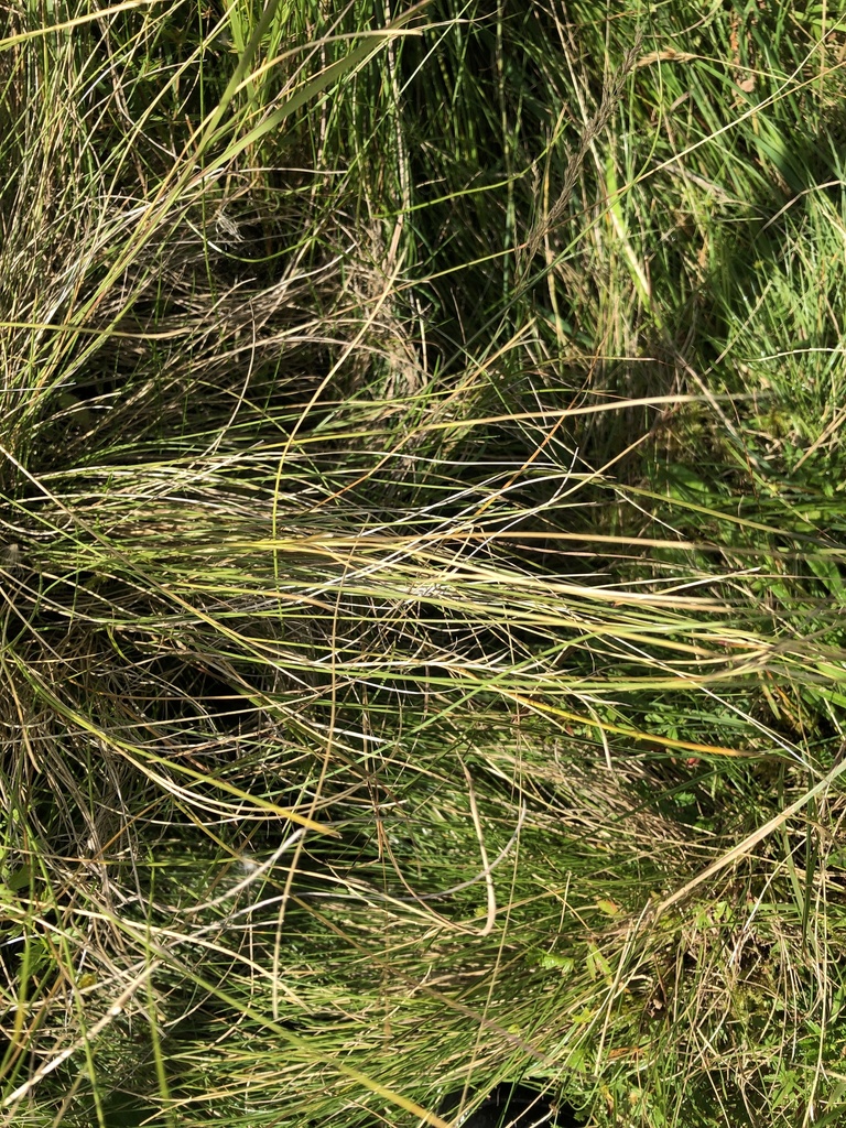 Matgrass from Hedegårdvej, Nibe, Nordjylland, DK on August 13, 2020 at ...
