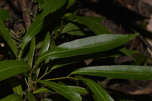 Endiandra virens · Naturalista Costa Rica