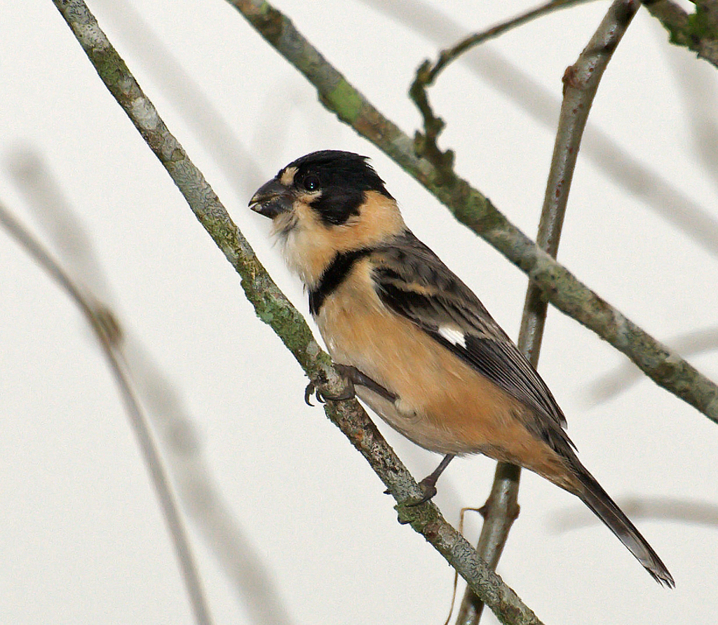 Rusty-collared Seedeater (Sporophila collaris) - Avian Discovery
