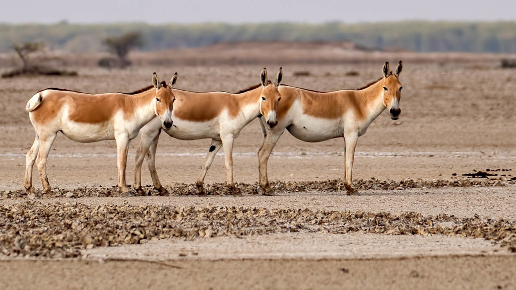 Equines (Equidae) - Know Your Mammals