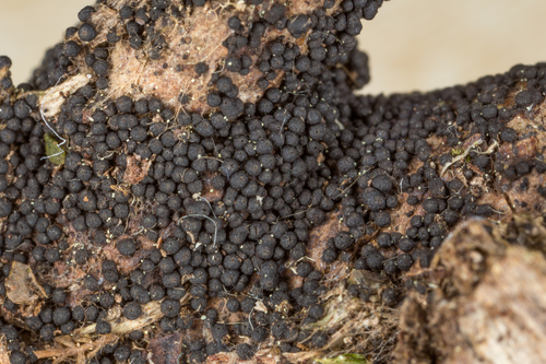 Herpotrichia herpotrichoides · iNaturalist