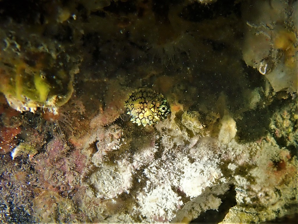 Australian Pineapplefish (Cleidopus gloriamaris) - Marine Life ...
