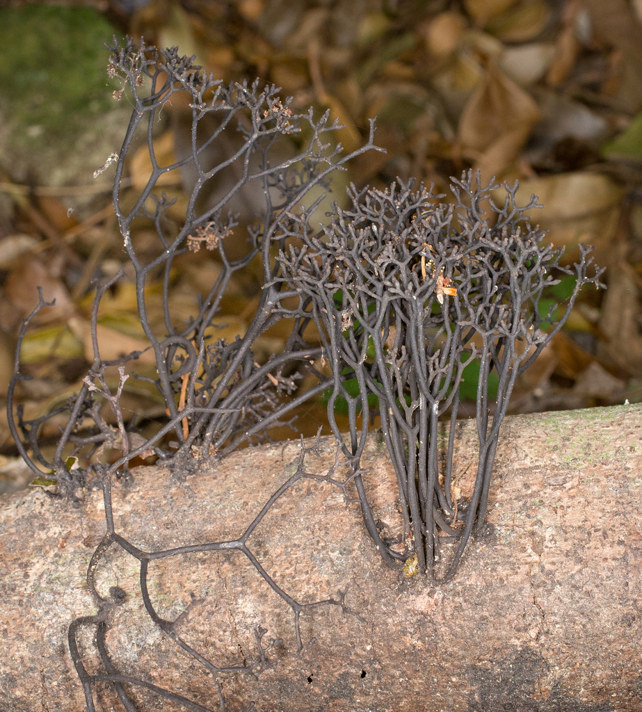 Thamnomyces chamissonis (Florianopolis - Fungi) · iNaturalist