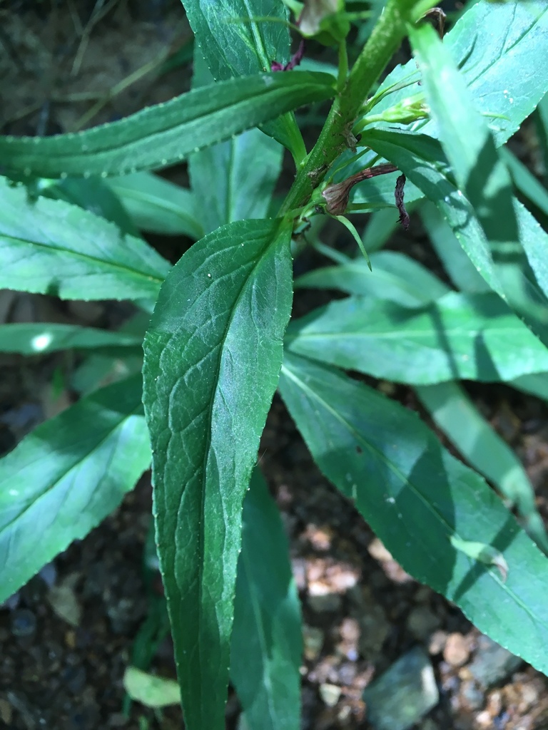 bellflower family (Campanulaceae) - Botanical Realm