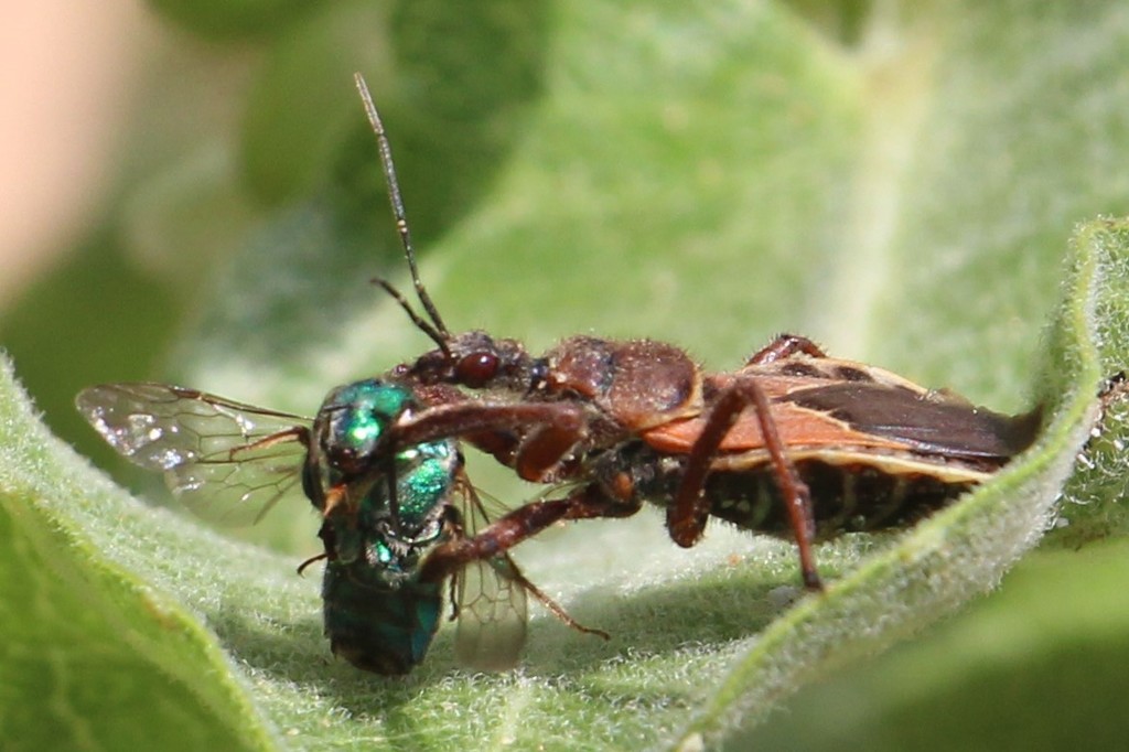 Plains Bee Assassin from Anderson County, TX, USA on July 8, 2017 at 03 ...