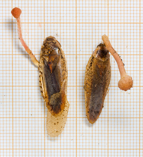 Ophiocordyceps blattae · iNaturalist