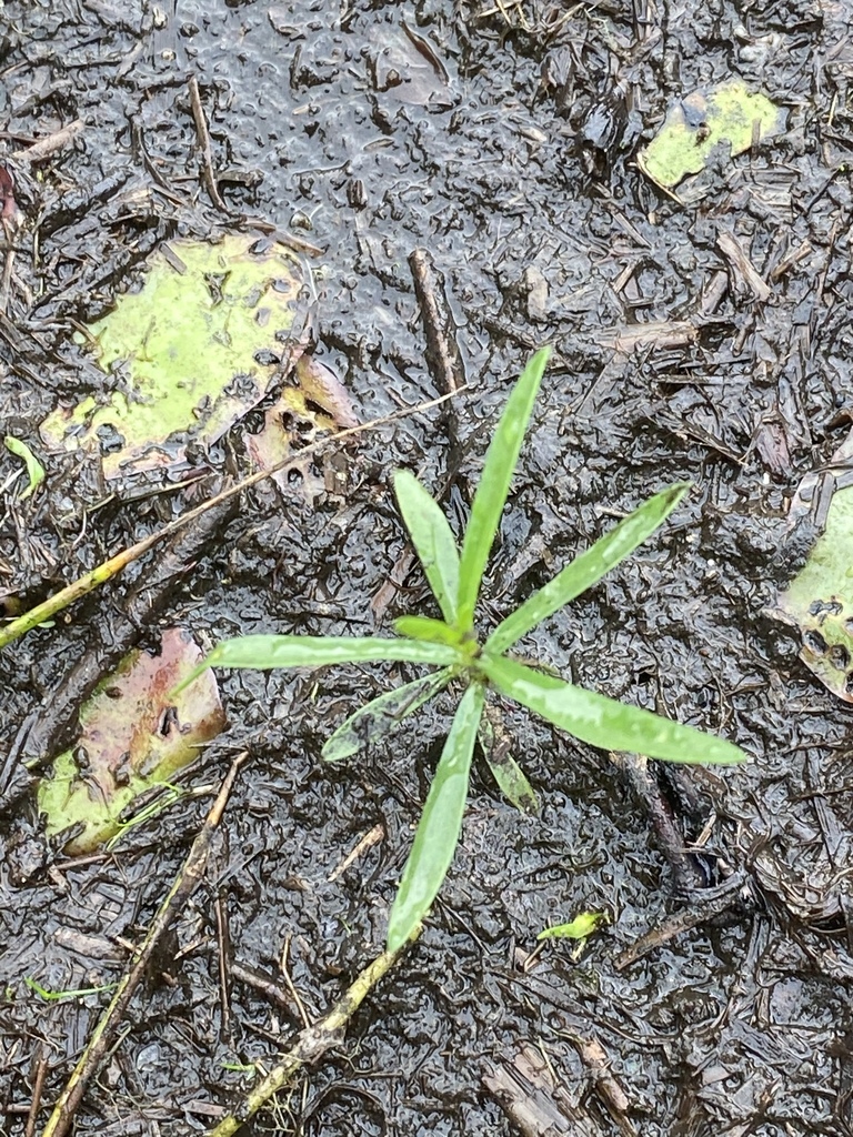marsh mermaidweed in August 2020 by Robert Levy. ??? · iNaturalist