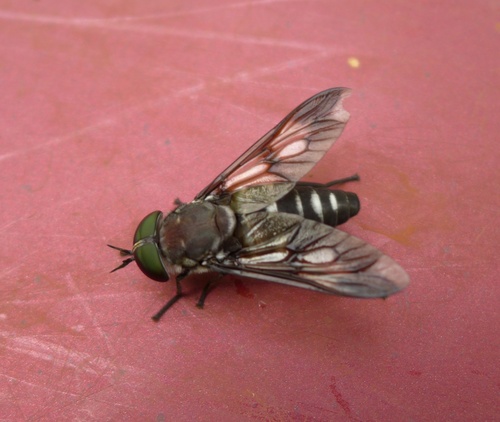 Tabanus marmorosus · iNaturalist