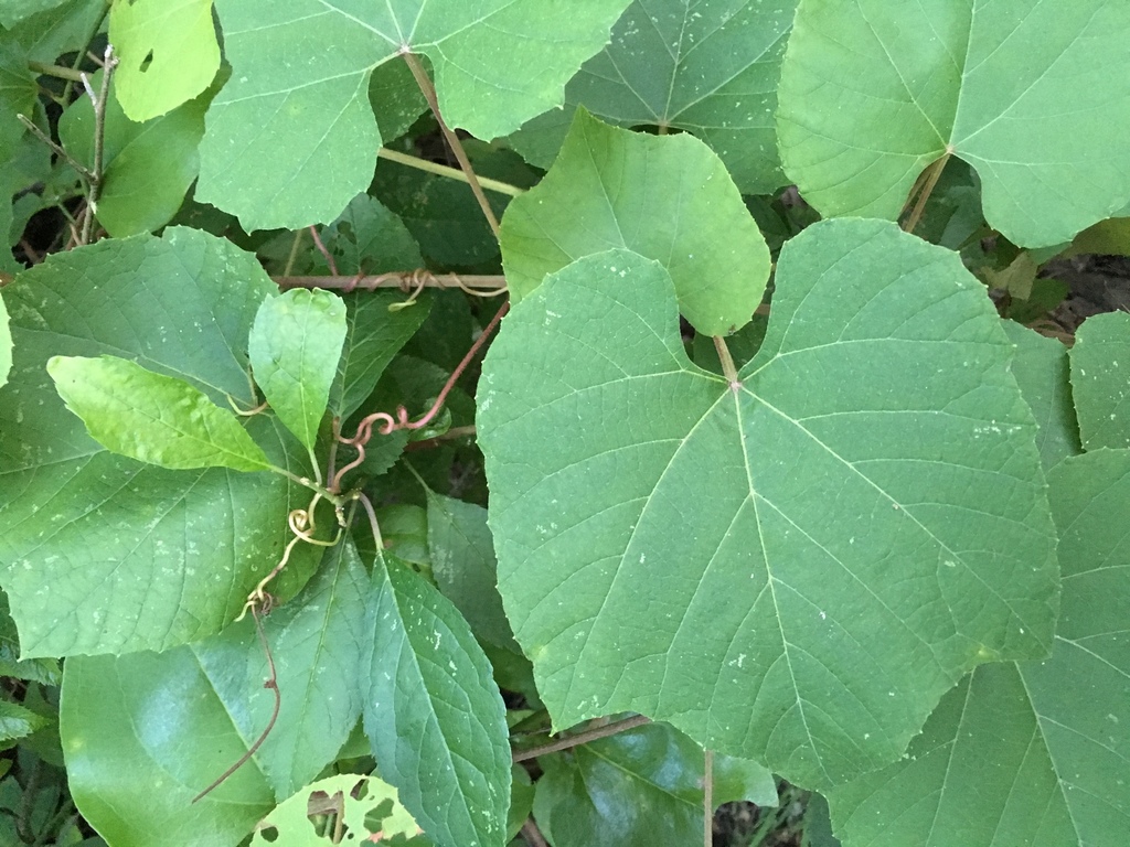 fox grape (Vitis labrusca) - Botanical Realm