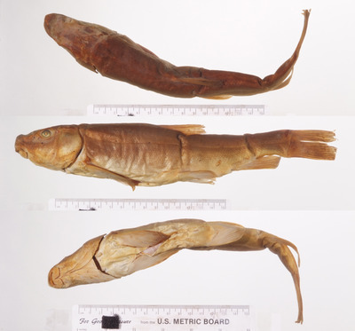 Common Suckers (Catostomus) - Marine Life Identification