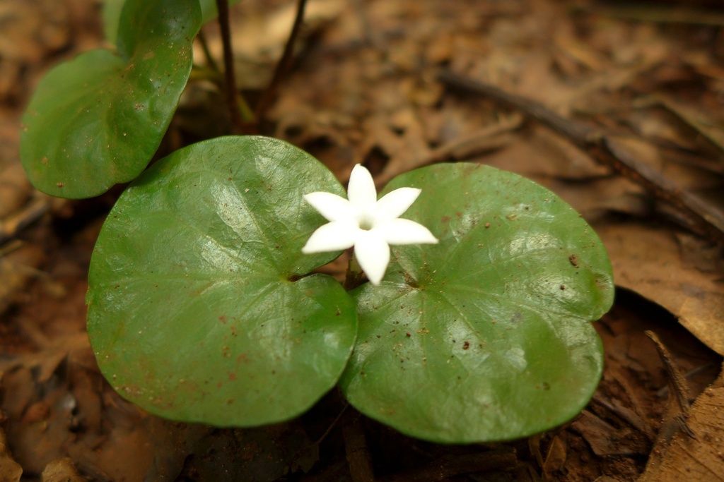 Geophila from Lobéké National Park on May 02, 2014 by Jakob Fahr ...