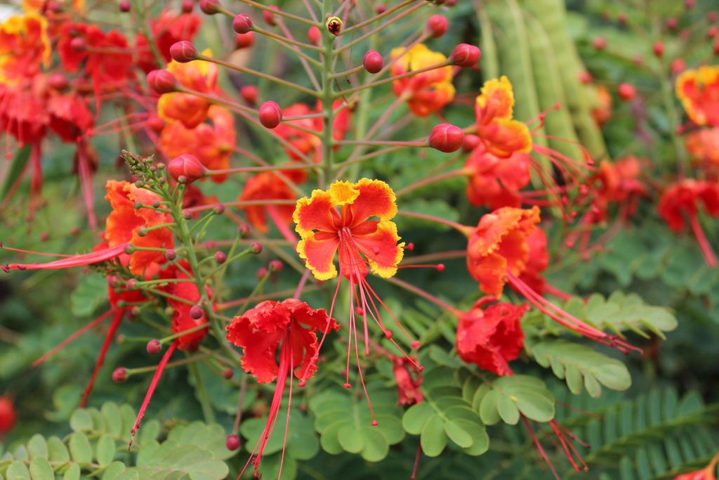 peacock flower (Caesalpinia pulcherrima) - Botanical Realm