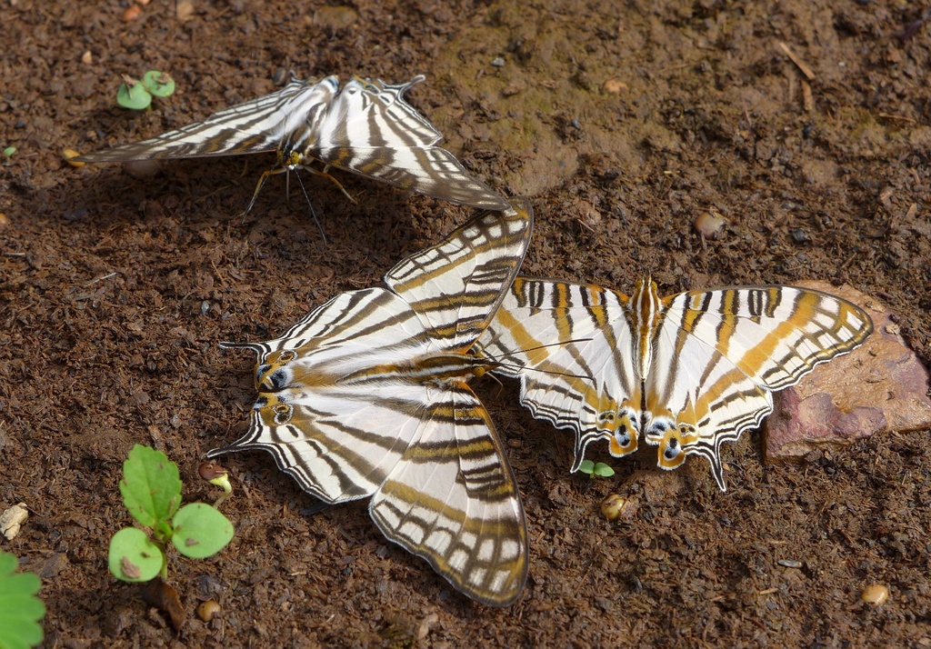 African Porcelain from b&w Libongo & Goumela on May 01, 2014 by Jakob ...