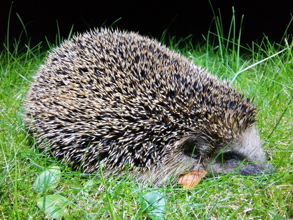 Common Hedgehog (Erinaceus europaeus) - Know Your Mammals