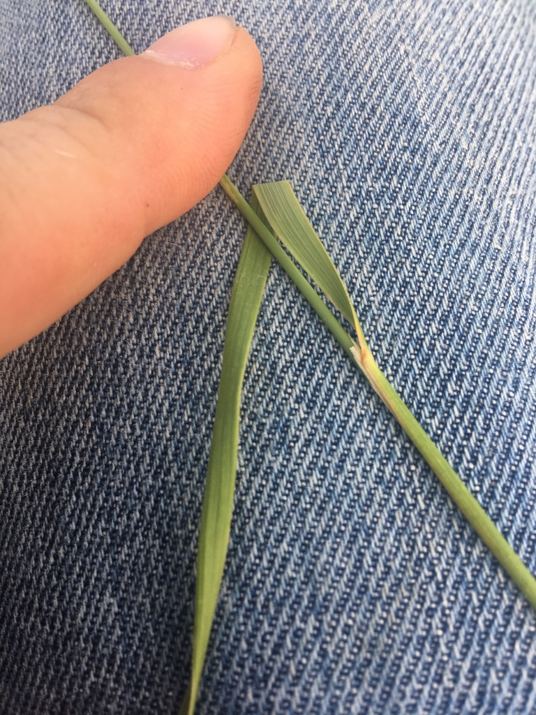Slim-stem Small-reedgrass (Plants of Lone Mesa State Park) · iNaturalist