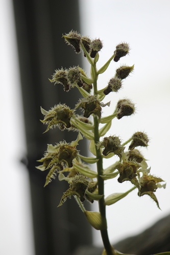 Dendrobium polysema · iNaturalist
