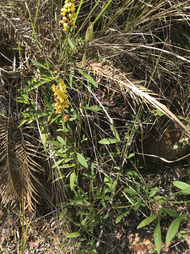 Lanceleaf Rattlepod (Crotalaria lanceolata lanceolata) - Botanical Realm