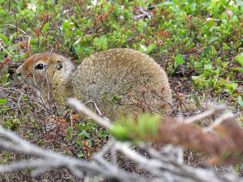 Arctic Ground Squirrel from Anchorage, AK, USA on July 3, 2012 at 05:26 ...