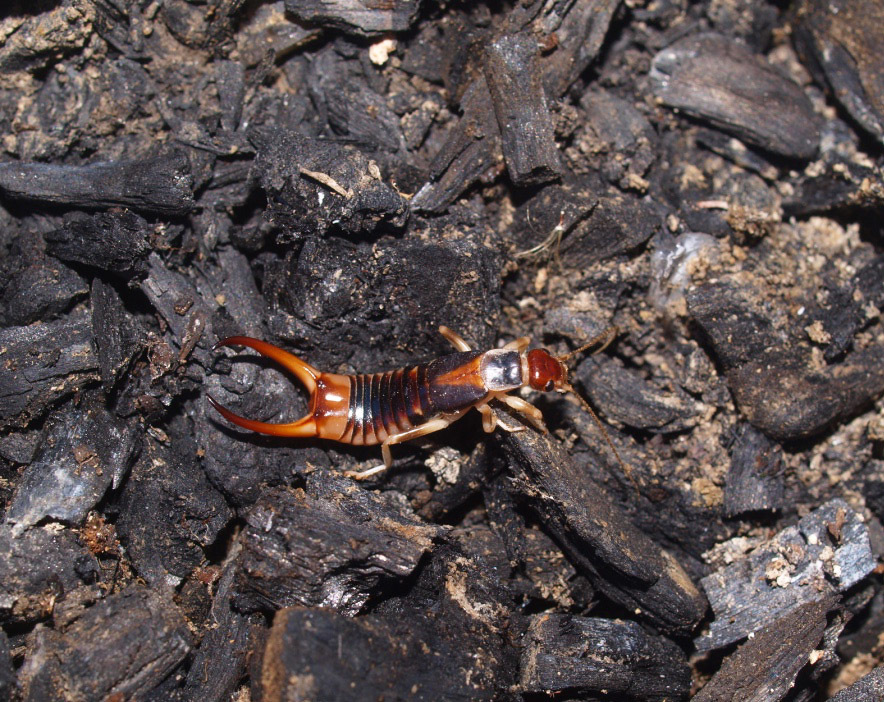 Shore Earwig from Kaweka Forest Park 4179, New Zealand on May 7, 2017 ...