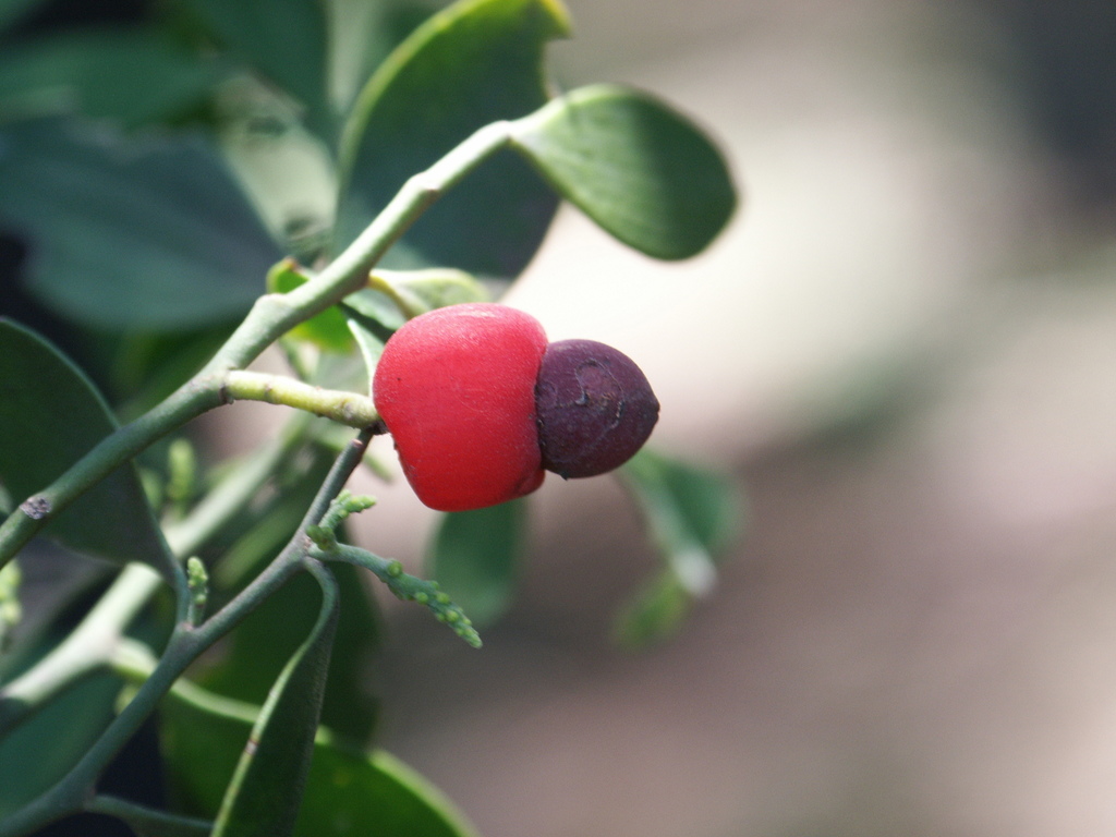 Broad Leaved Native Cherry from Rosewood QLD 4340, Australia on ...