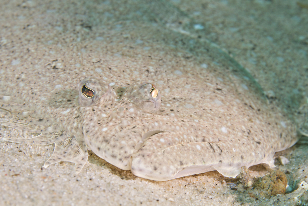 Largetooth Flounder from Fly Point, Nelson Bay NSW 2315, Australia on ...