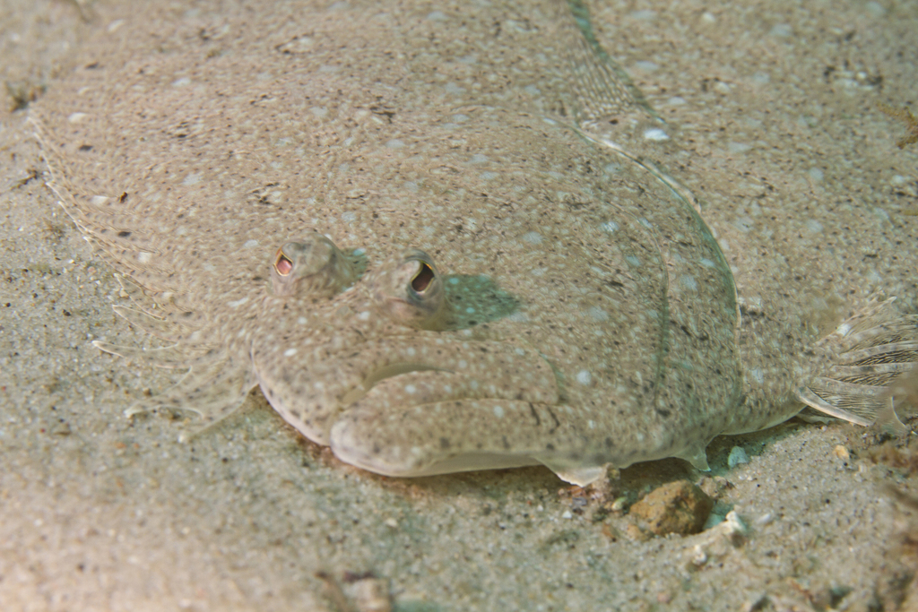 Largetooth Flounder (Pseudorhombus arsius) - Marine Life Identification